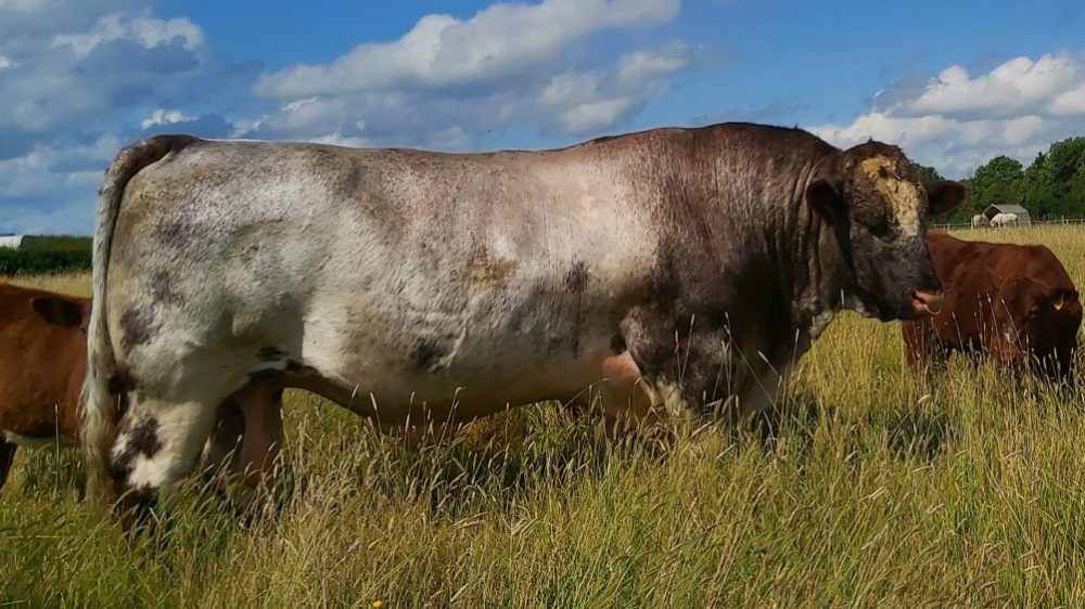 Stanford Park Beef Shorthorns - Stanford Park Farm