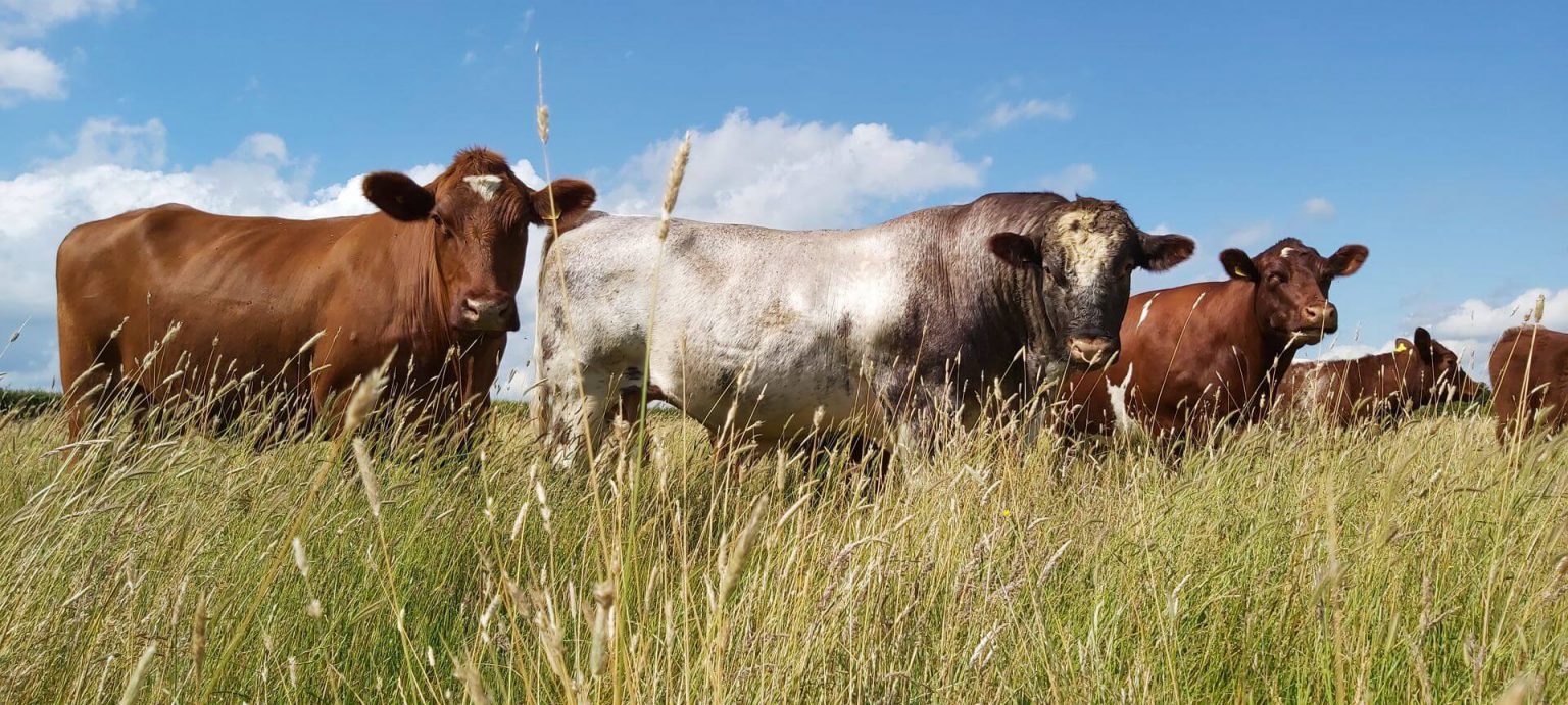 Stanford Park Beef Shorthorns - Pedigree Beef Shorthorn at their best